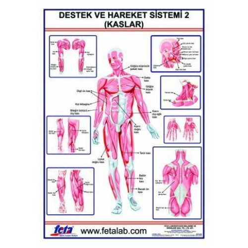 DESTEK VE HAREKET SİSTEMİNDE KASLAR LEVHASI